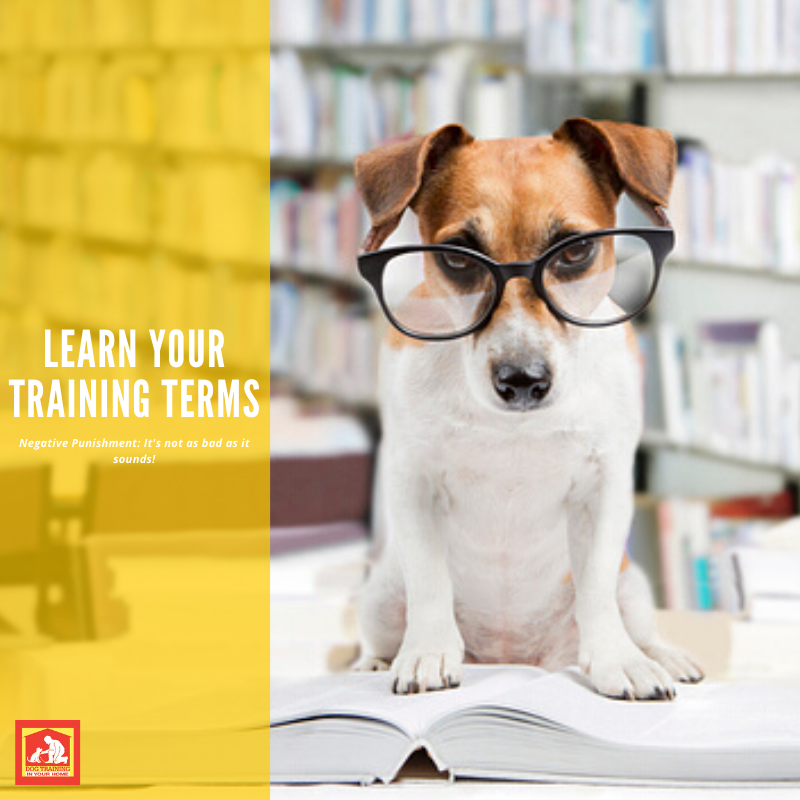 Let's Learn Training Terms: Negative Punishment | Dog Training In Your Home