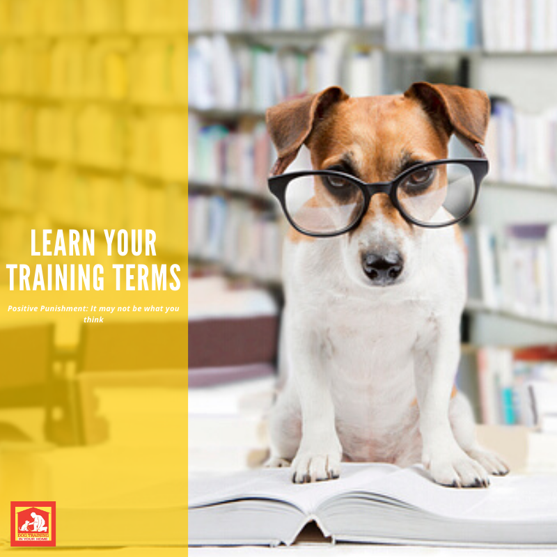 Let's Learn Training Terms: Positive Punishment | Dog Training