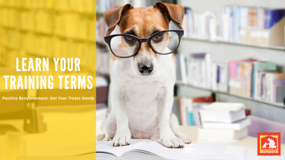 Let's Learn Training Terms: Positive Reinforcement