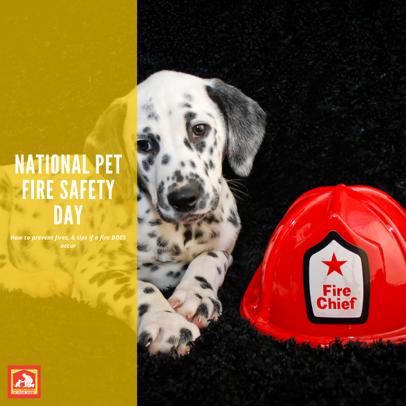 National Pet Fire Safety Day | Dog Training In Your Home - Myrtle Beach