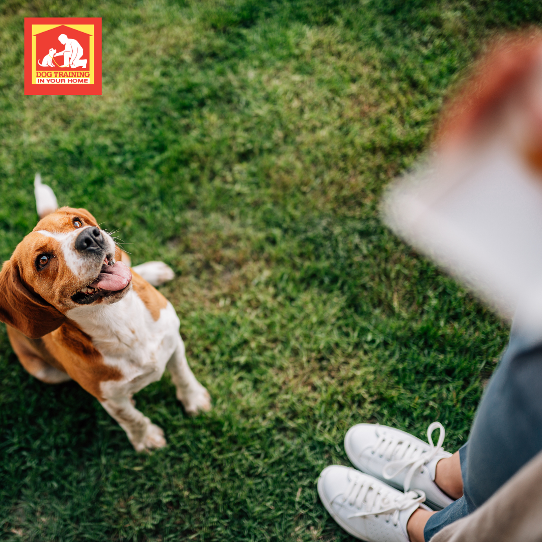 Training Methods For Dogs | Dog Training In Your Home - Myrtle Beach