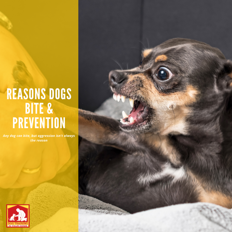 Reasons Dogs Bite & Prevention | Dog Training In Your Home MB