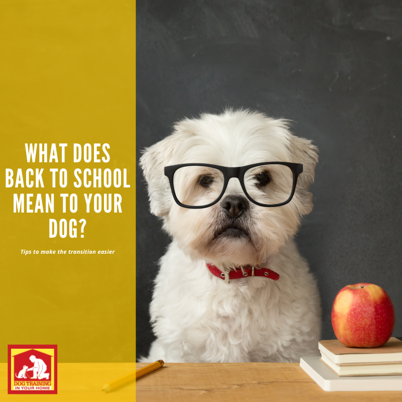 What Back To School Means for Your Dog | Dog Training In Your Home MB